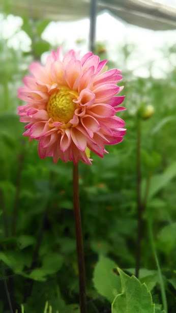 Suki Flower Farm Web – Organic Flowers & Edible Flowers