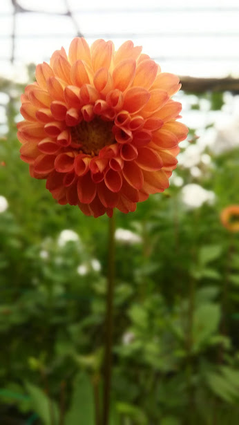 Suki Flower Farm Web – Organic Flowers & Edible Flowers