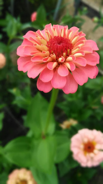 Suki Flower Farm Web – Organic Flowers & Edible Flowers