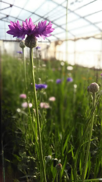 Suki Flower Farm Web – Organic Flowers & Edible Flowers