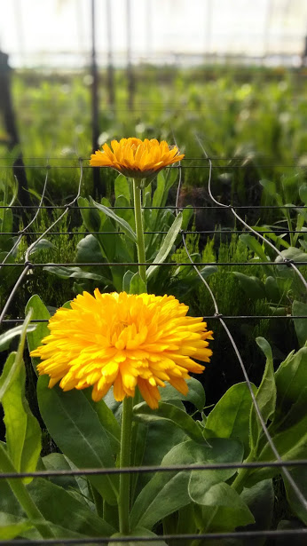 Suki Flower Farm Web – Organic Flowers & Edible Flowers