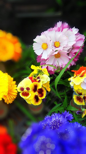 Suki Flower Farm Web – Organic Flowers & Edible Flowers